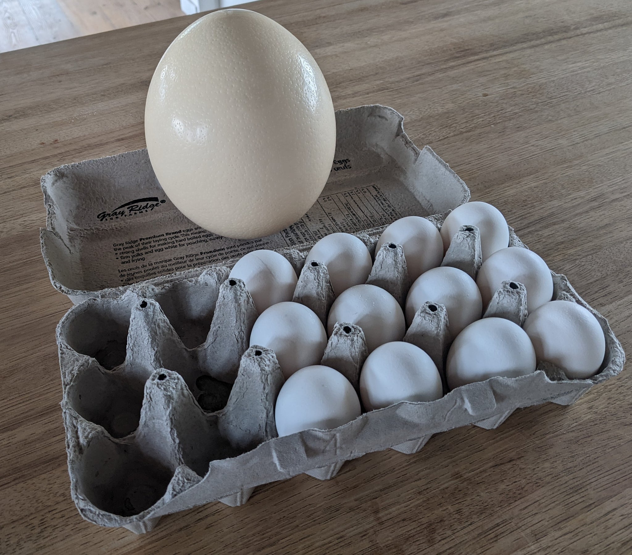 FRESH OSTRICH EGGS – Struisvogel Ranch